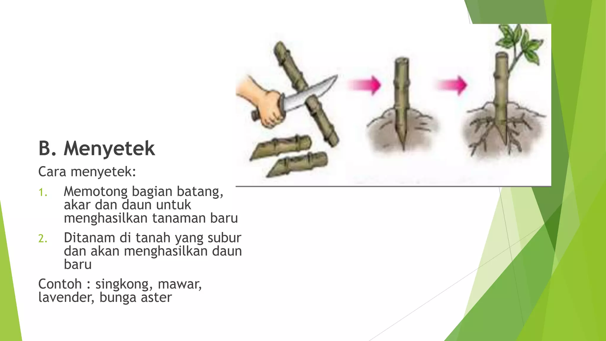 Perkembangbiakan Makhluk Hidup-Tumbuhan | PPTX