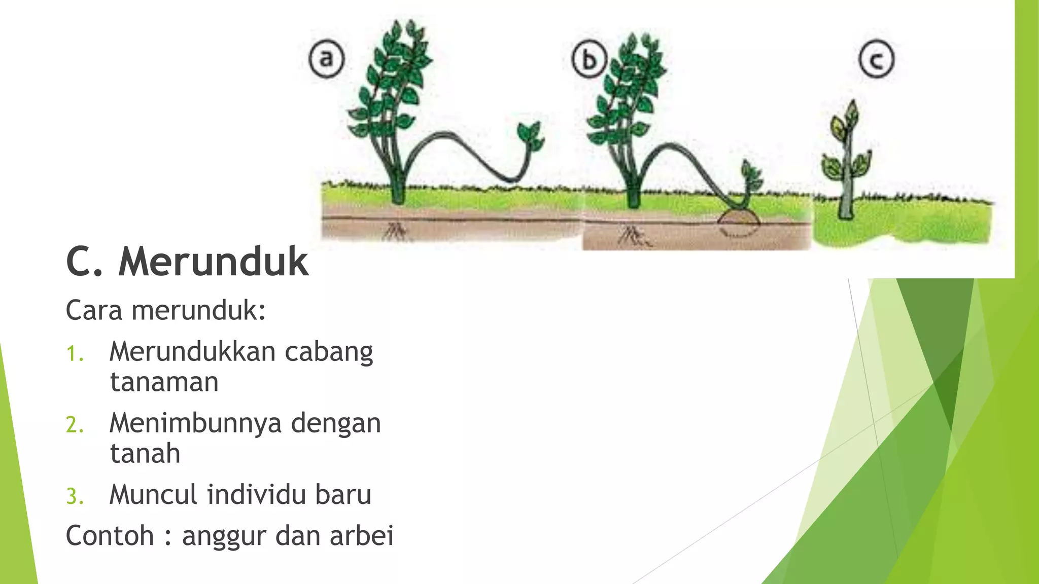 Perkembangbiakan Makhluk Hidup-Tumbuhan | PPTX