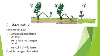 Perkembangbiakan Makhluk Hidup-Tumbuhan | PPTX
