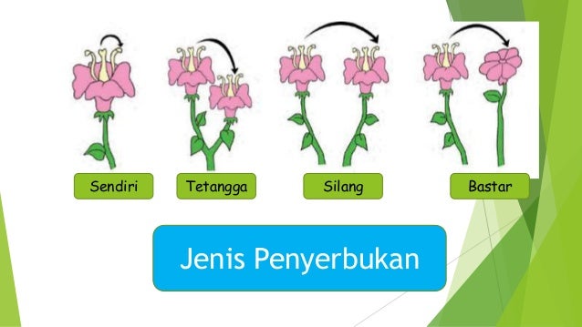 Begini Contoh Bunga Jenis Penyerbukan Sendiri Terbaru - Informasi ...