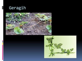 Perkembangbiakan tumbuhan | PPTX