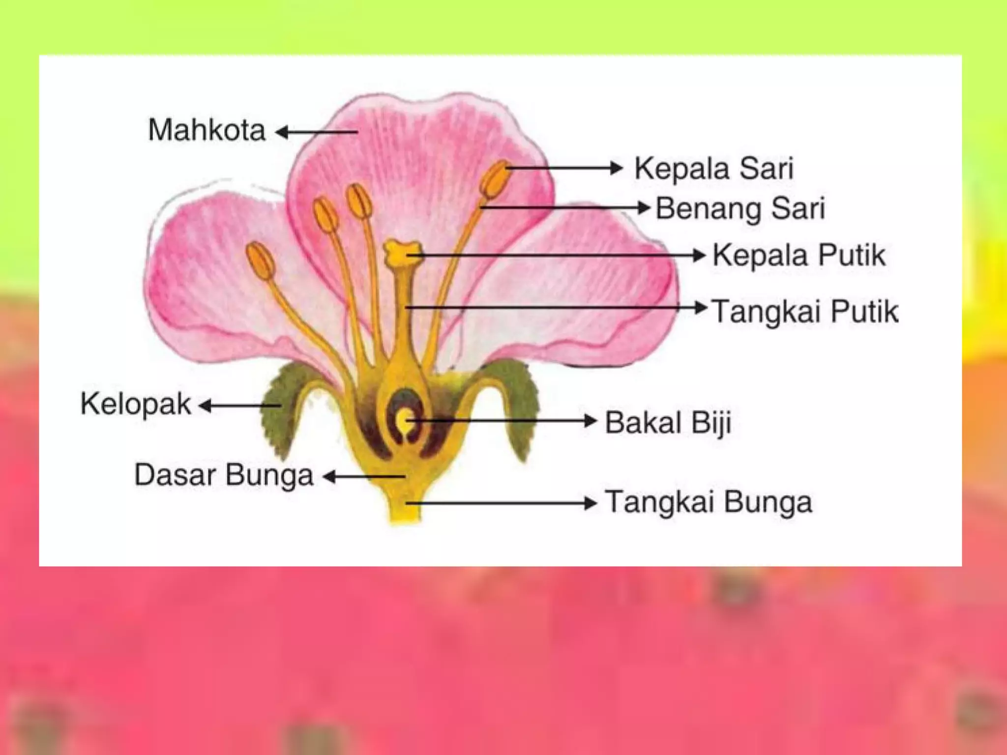 Perkembangbiakan tumbuhan Materi IPA kelas VI semester 1 | PPTX