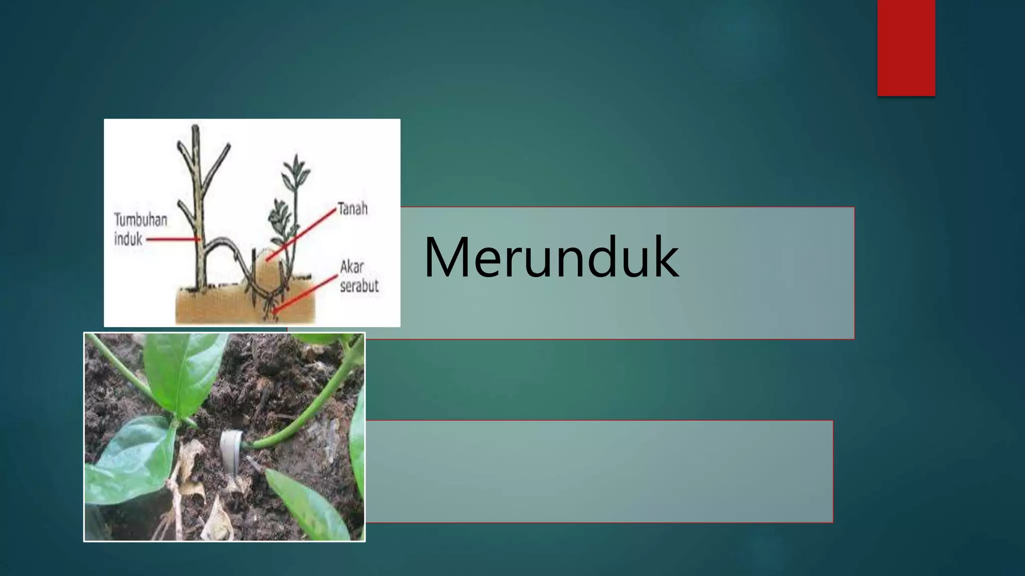 Perkembangbiakan tumbuhan | PPTX