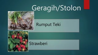 Perkembangbiakan tumbuhan | PPT