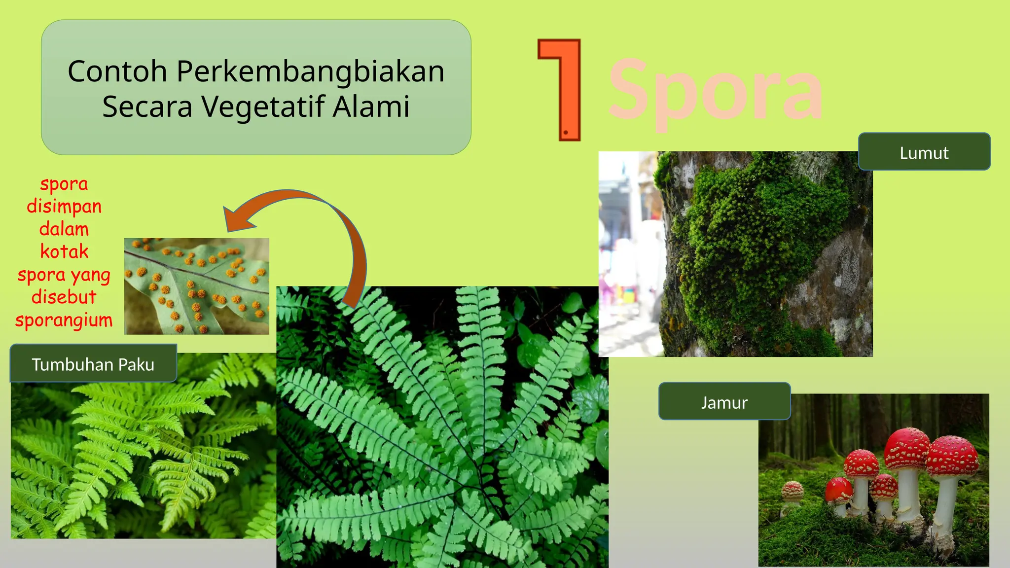 perkembangbiakan tumbuhan secara generatif dan vegetatif.pptx