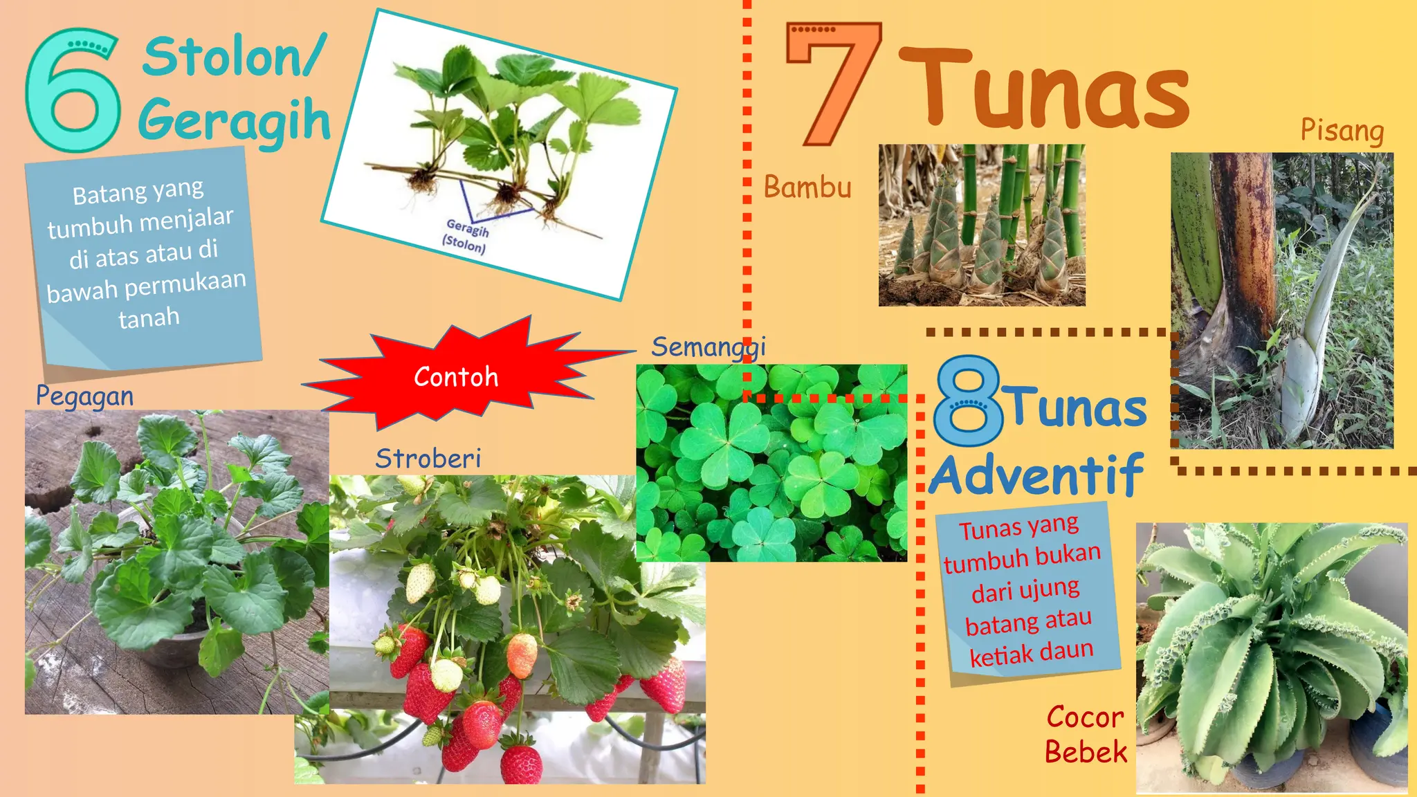 perkembangbiakan tumbuhan secara generatif dan vegetatif.pptx