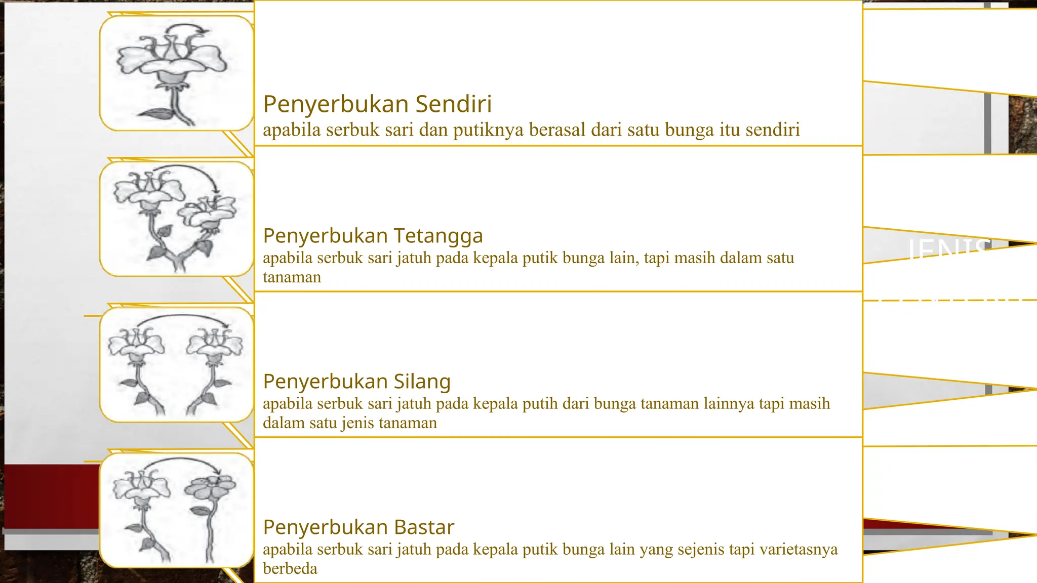 PERKEMBANGBIAKAN TUMBUHAN kelas 6 pada kurikulum 13 dengan tema 1 ppt | PPT