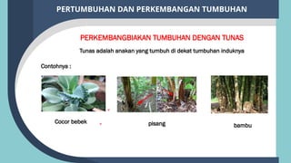 Perkembangbiakan Tumbuhan di pelajari dalam pembelajaran IPA | PPTX