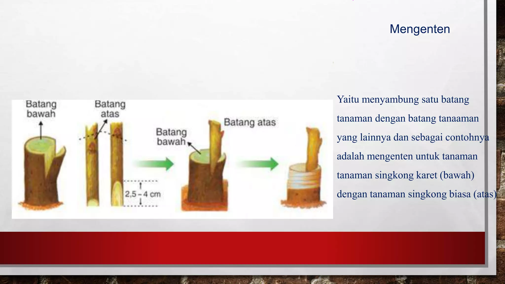 PERKEMBANGBIAKAN TUMBUHAN KELAS 6.ppt