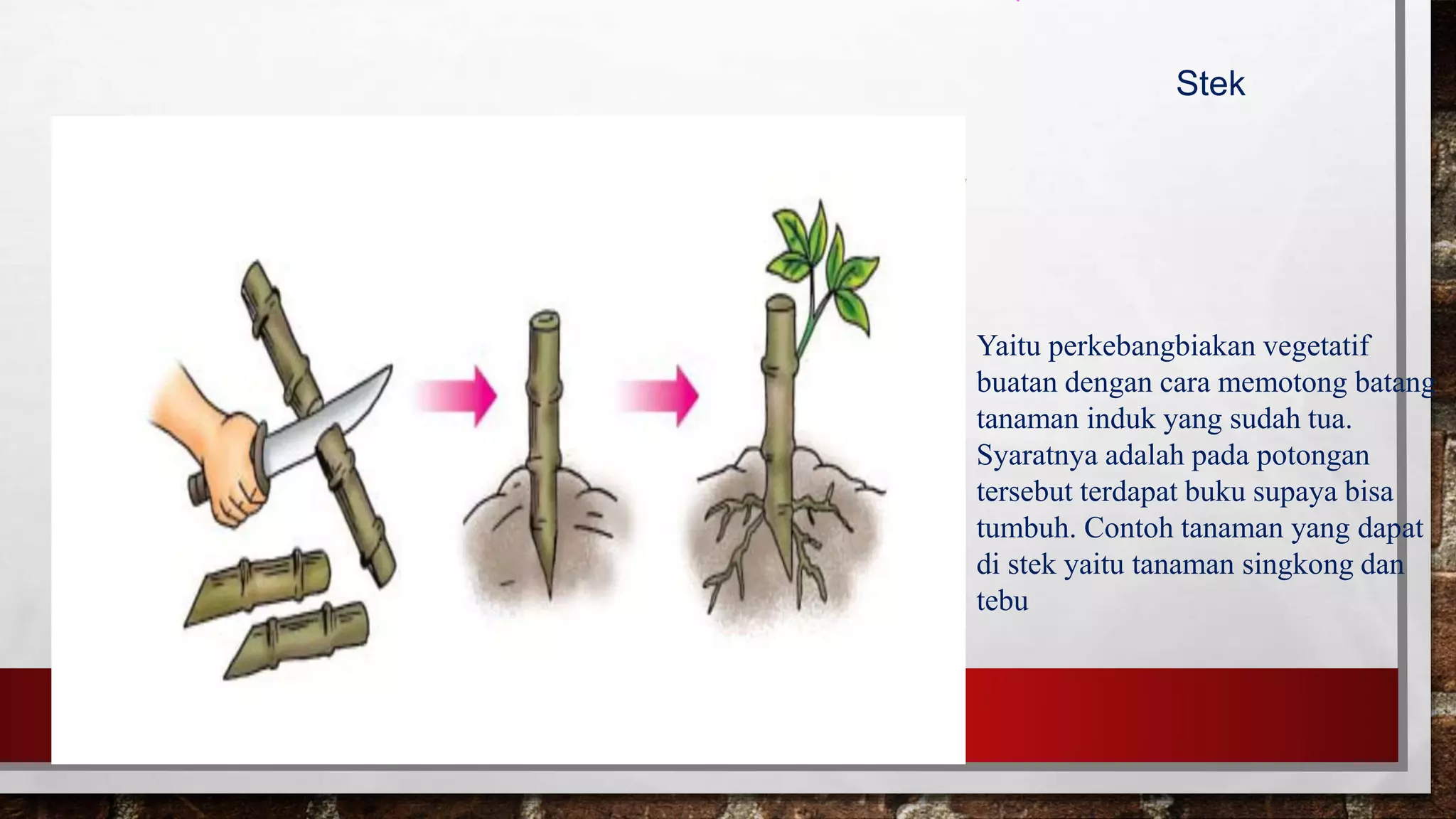 PERKEMBANGBIAKAN TUMBUHAN KELAS 6.ppt