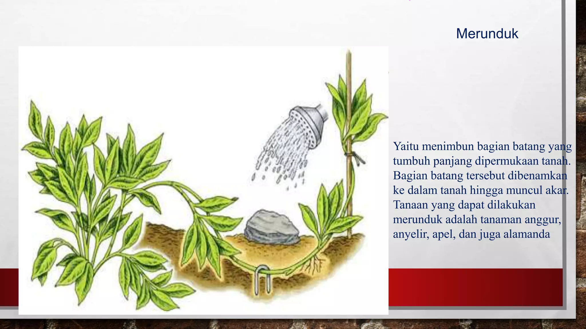 PERKEMBANGBIAKAN TUMBUHAN KELAS 6.ppt