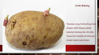PERKEMBANGBIAKAN TUMBUHAN KELAS 6.ppt
