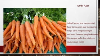 PERKEMBANGBIAKAN TUMBUHAN KELAS 6.ppt
