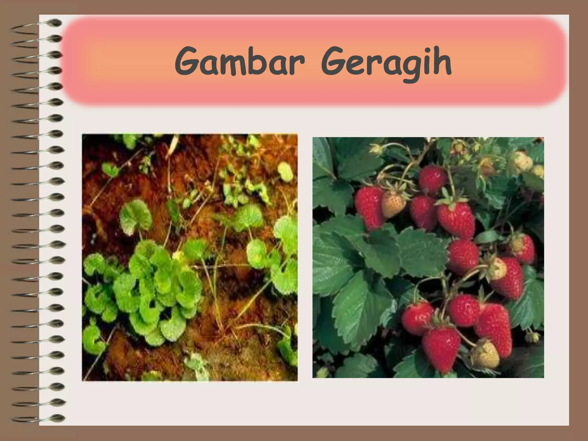 Perkembangbiakan tumbuhan secara vegetatif | PPTX