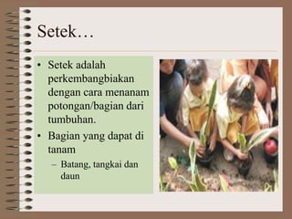 Perkembangbiakan vegetatif buatan1 | PPTX