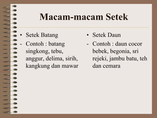 Perkembangbiakan vegetatif buatan1 | PPTX