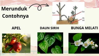 perkembangbiakan vegetatif kelompok 5 9.2.pdf