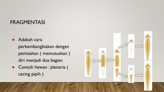 Perkembangbiakan vegetatif pada hewan | PPT