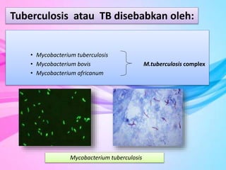 Perkhidmatan makmal tb.pptx