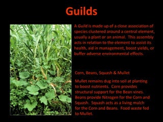 Permaculture: Designs for a Thriving World | PPT