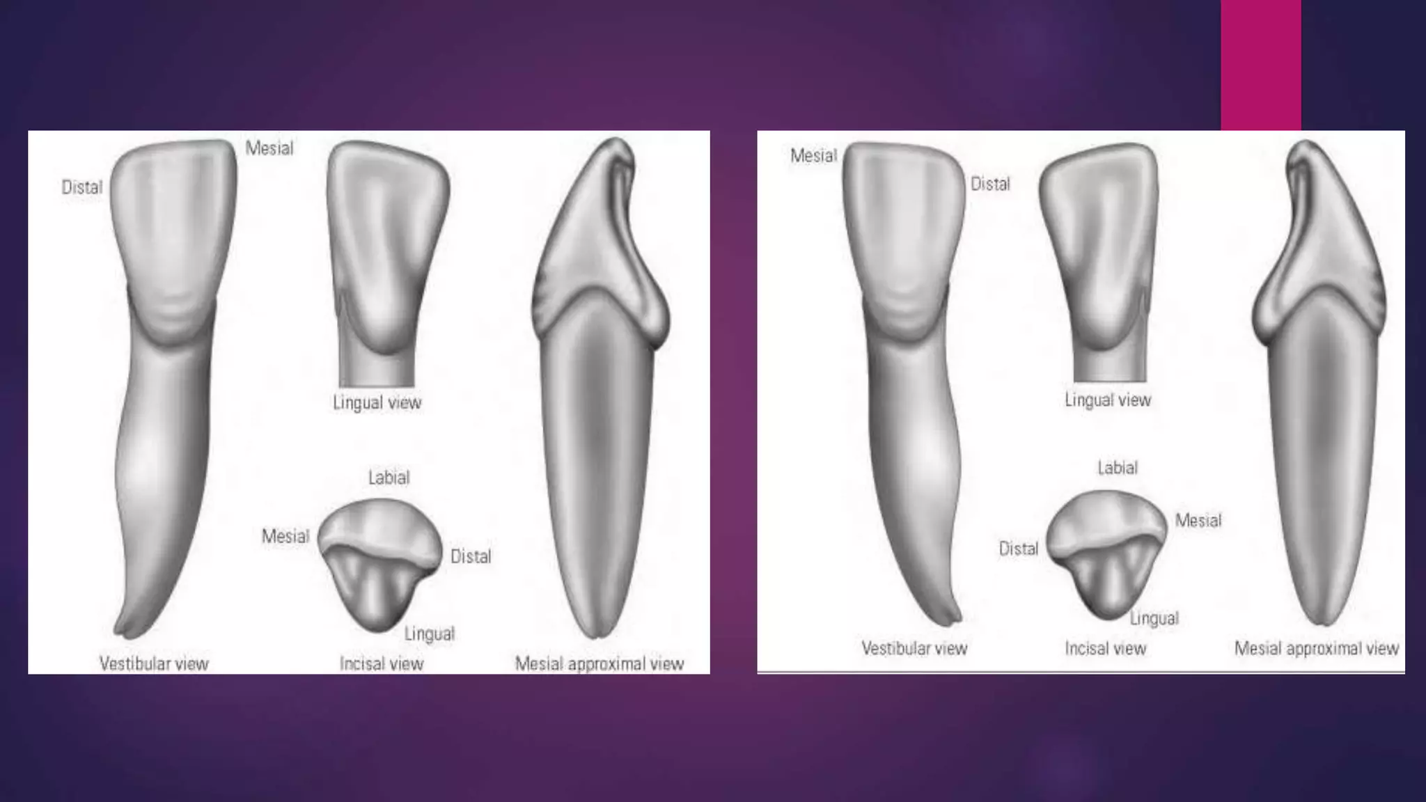 Permanent anterior teeth | PPTX
