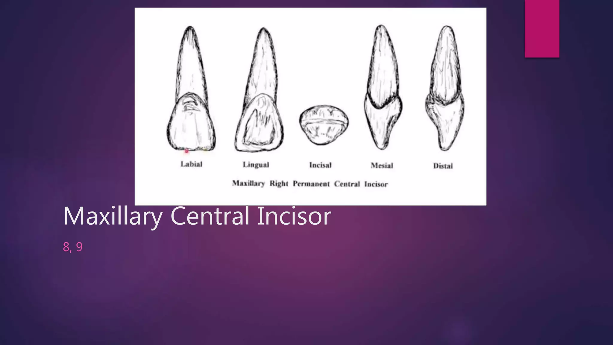 Permanent anterior teeth | PPTX