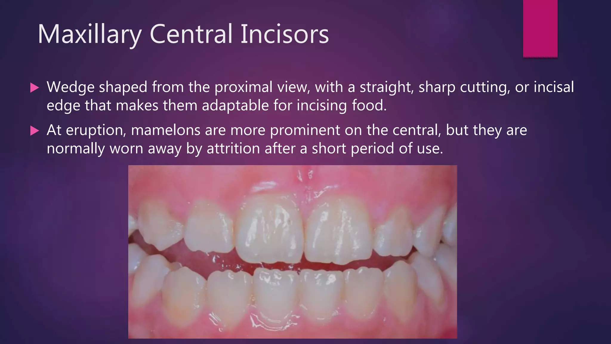 Permanent anterior teeth | PPTX