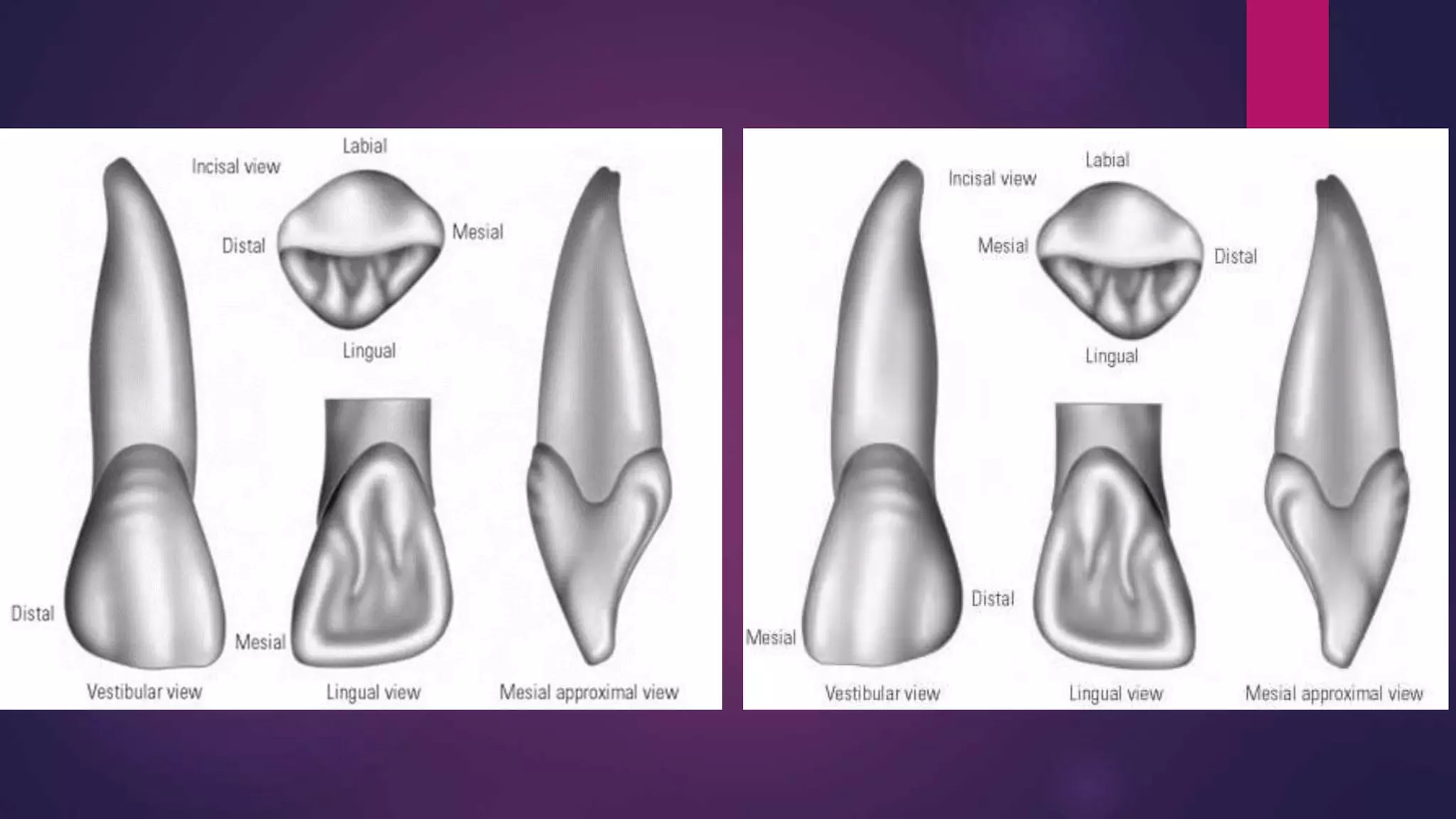 Permanent anterior teeth | PPTX