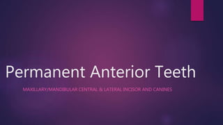 Permanent anterior teeth | PPT