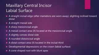 Permanent anterior teeth | PPTX
