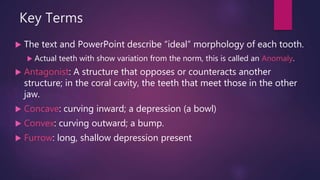 Permanent anterior teeth | PPTX