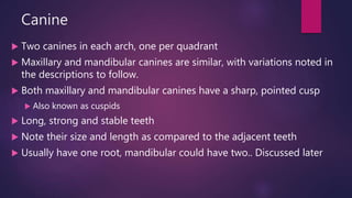 Permanent anterior teeth | PPTX