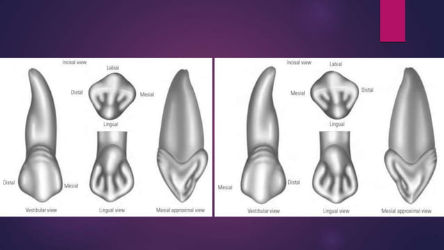 Permanent anterior teeth | PPTX