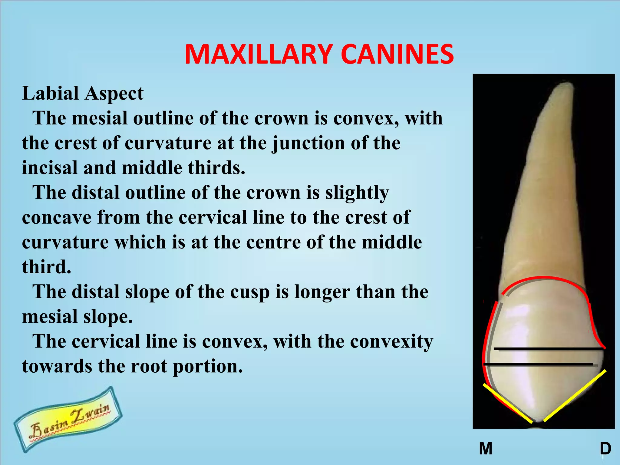 Permanent canines | PPT
