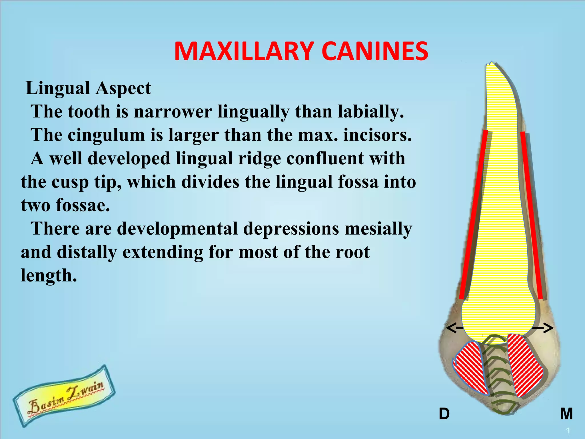 Permanent canines | PPT