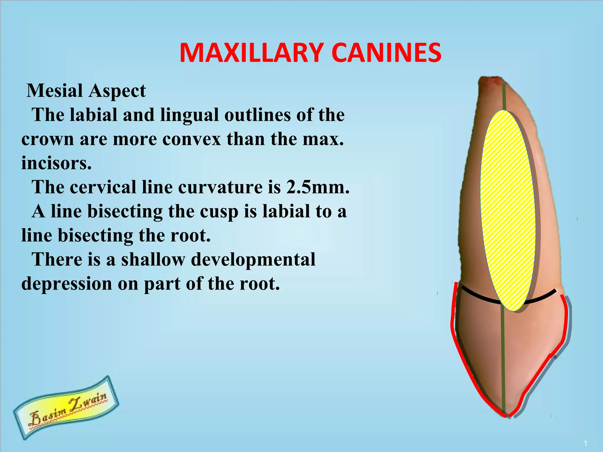 Permanent canines | PPT