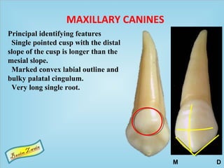 Permanent canines | PPT