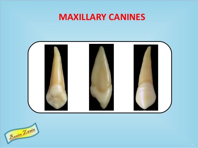 Permanent canines