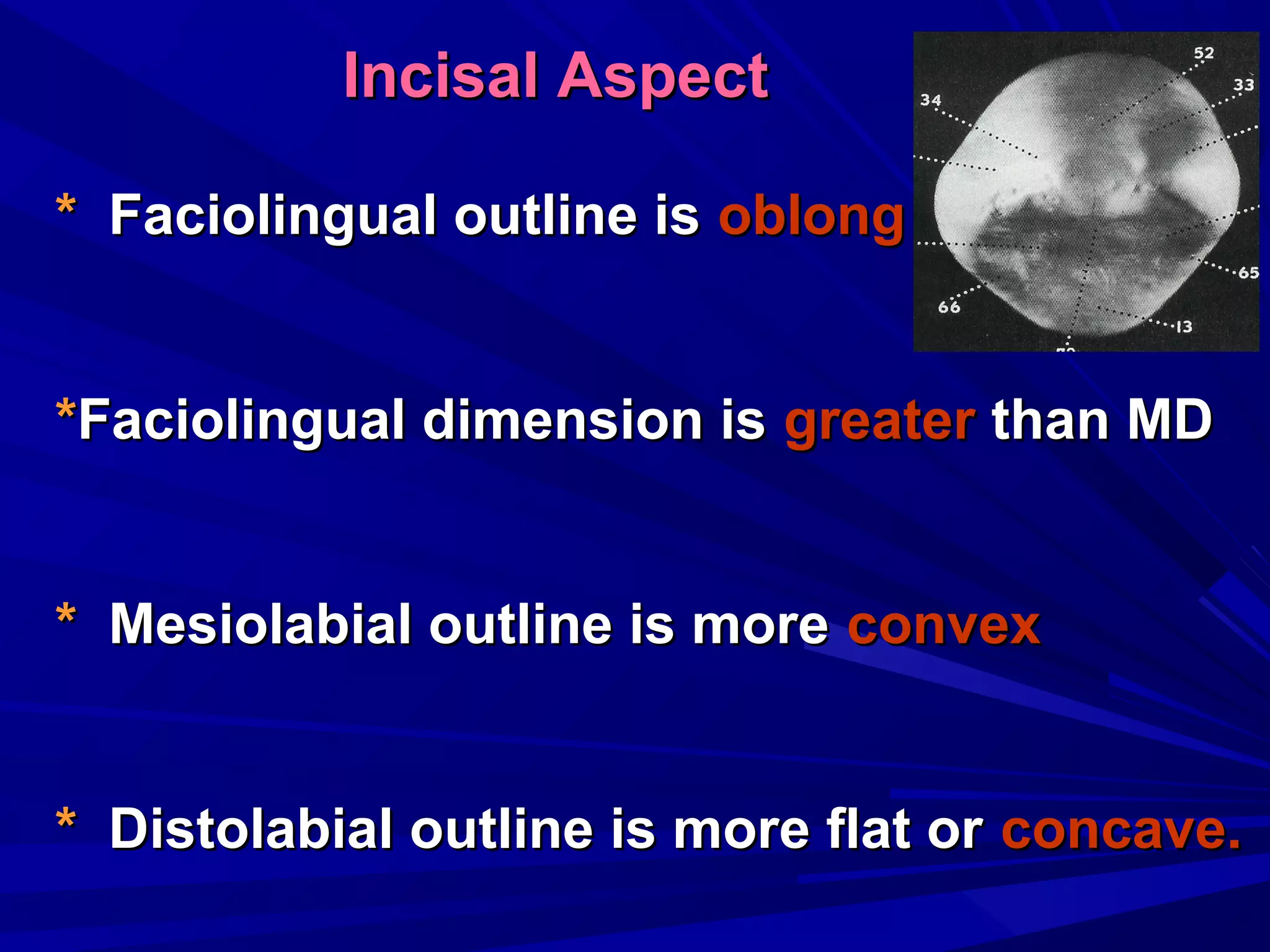 Permanent canines | PPT