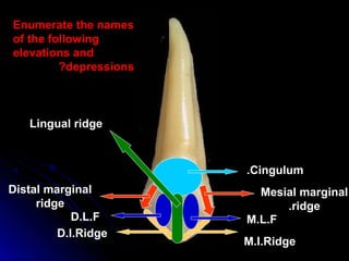Permanent canines | PPT