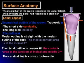 Permanent canines | PPT