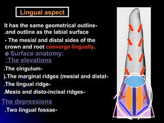 Permanent canines | PPT