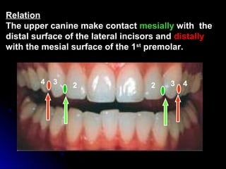 Permanent canines | PPT