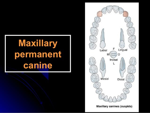 Permanent canines