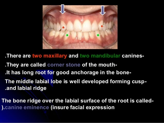 Permanent canines