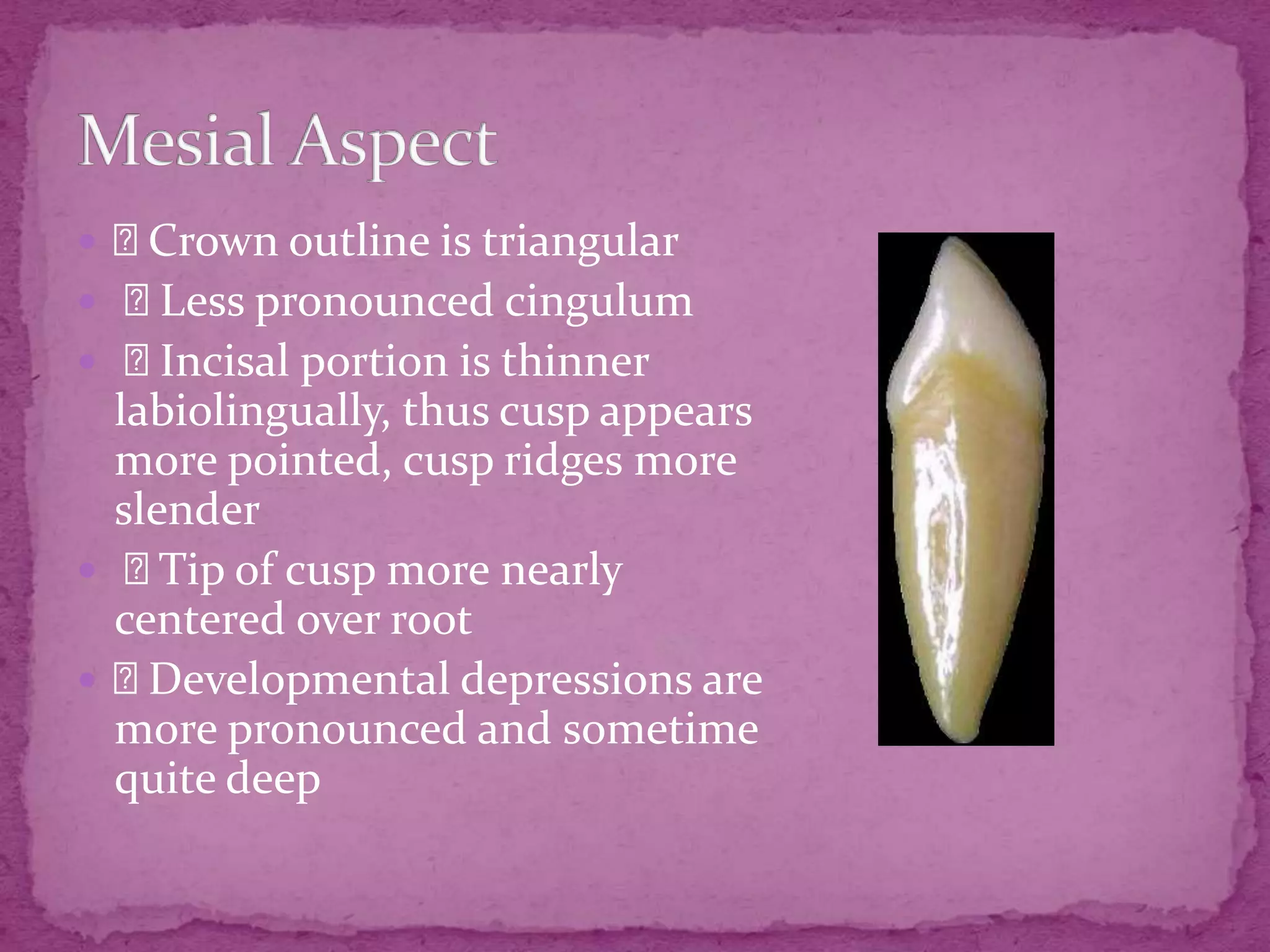 Permanent Mandibular Canine | PPTX