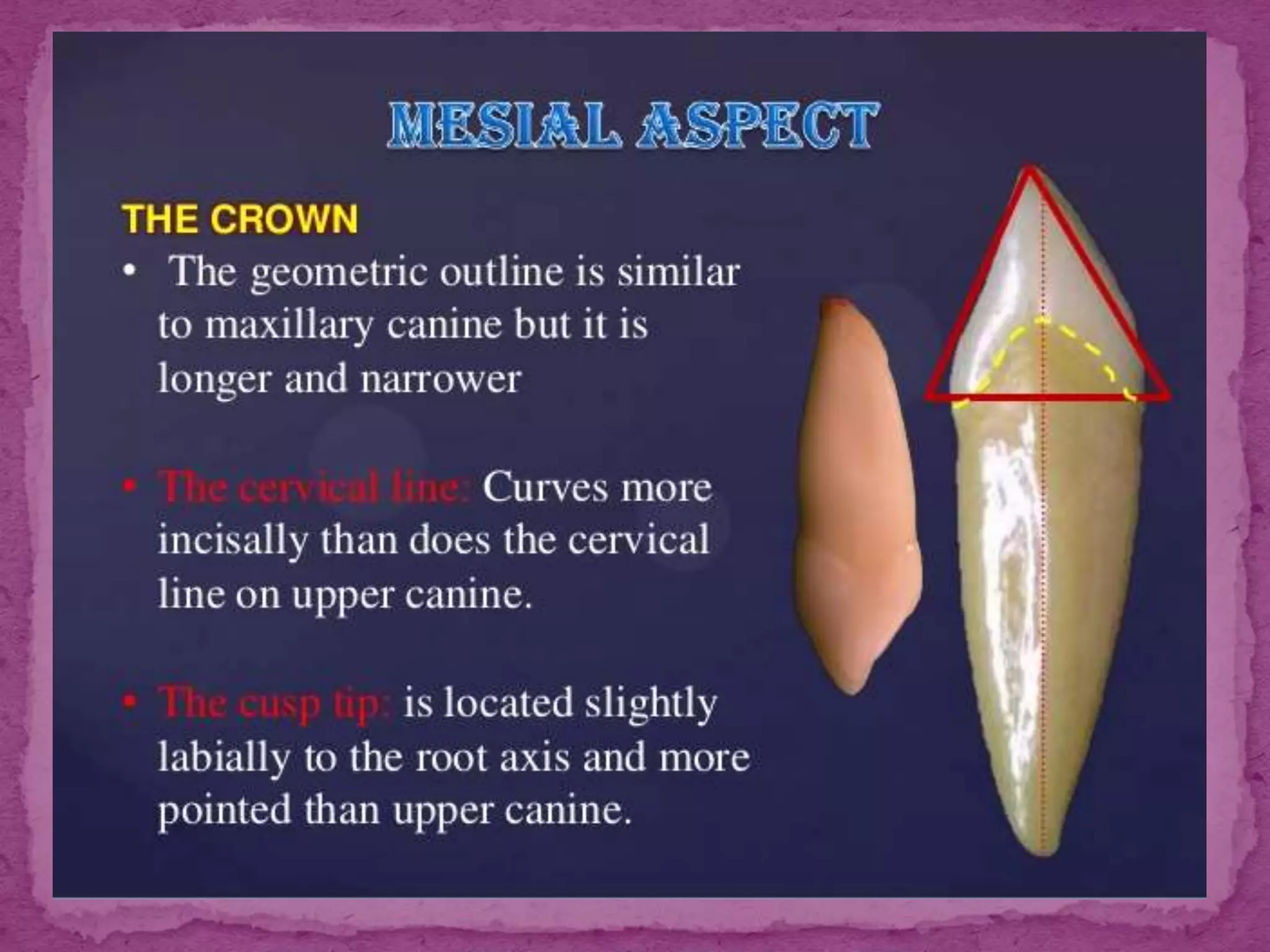 Permanent Mandibular Canine | PPTX