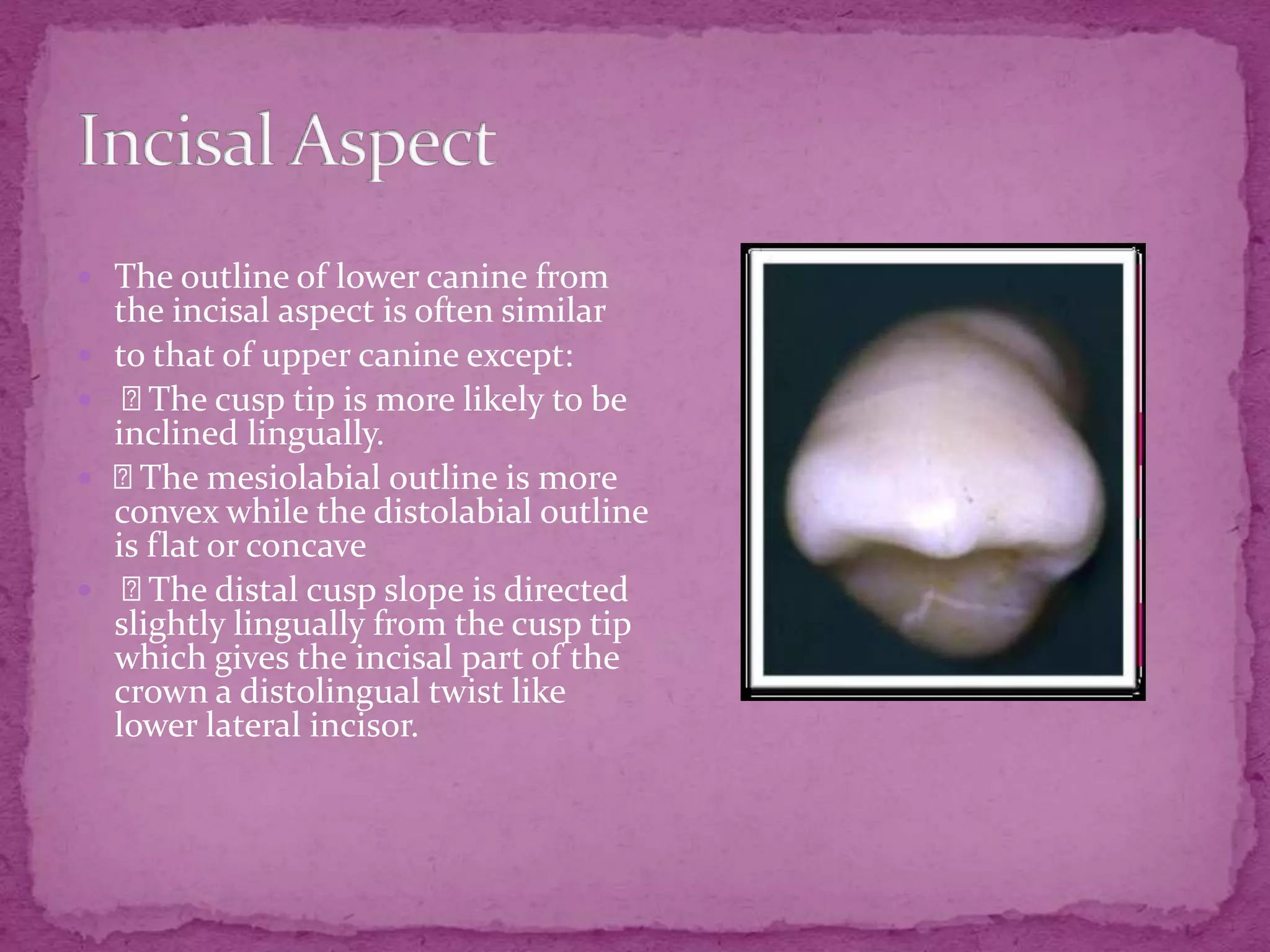 Permanent Mandibular Canine | PPTX