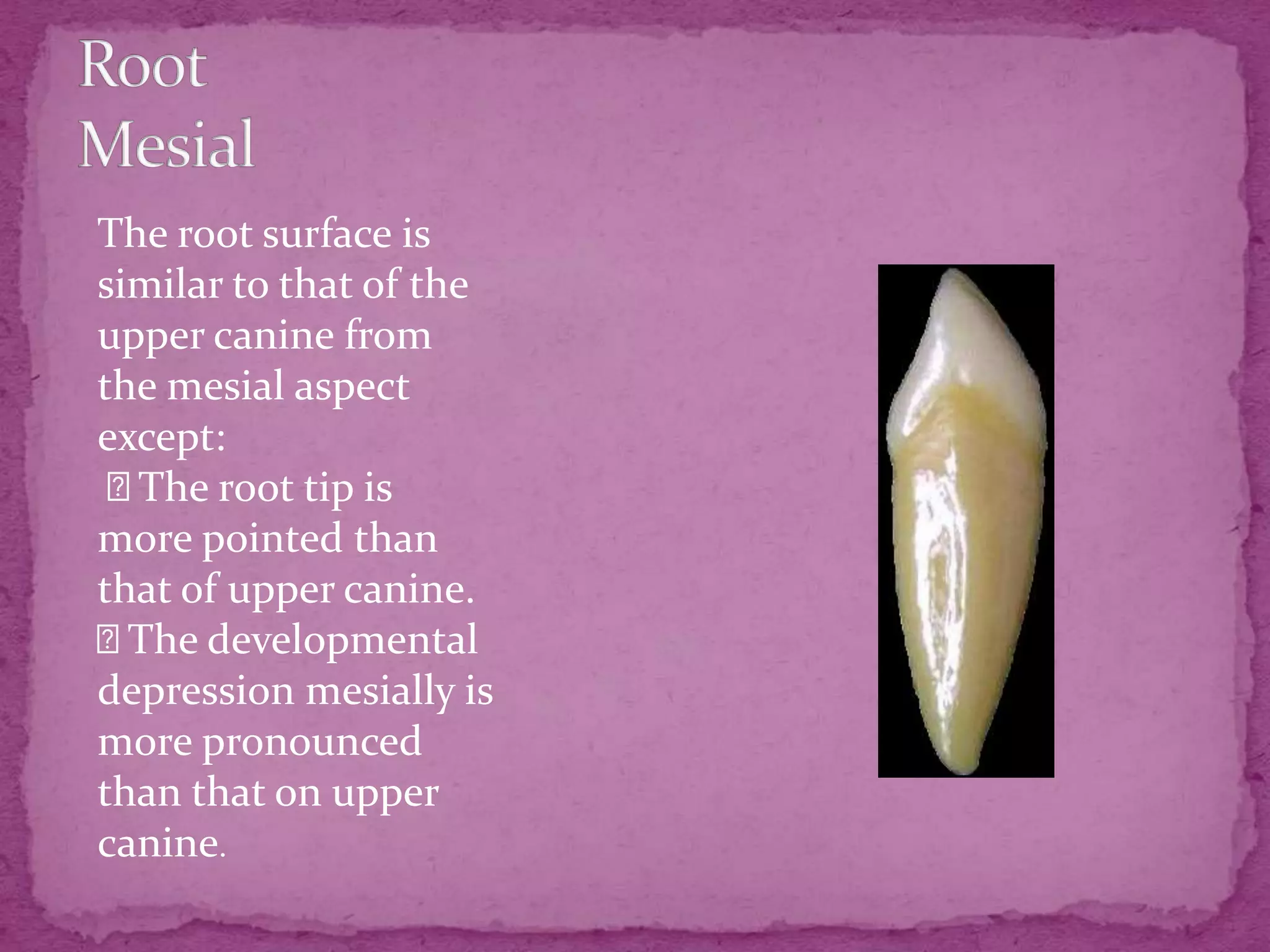 Permanent Mandibular Canine | PPTX