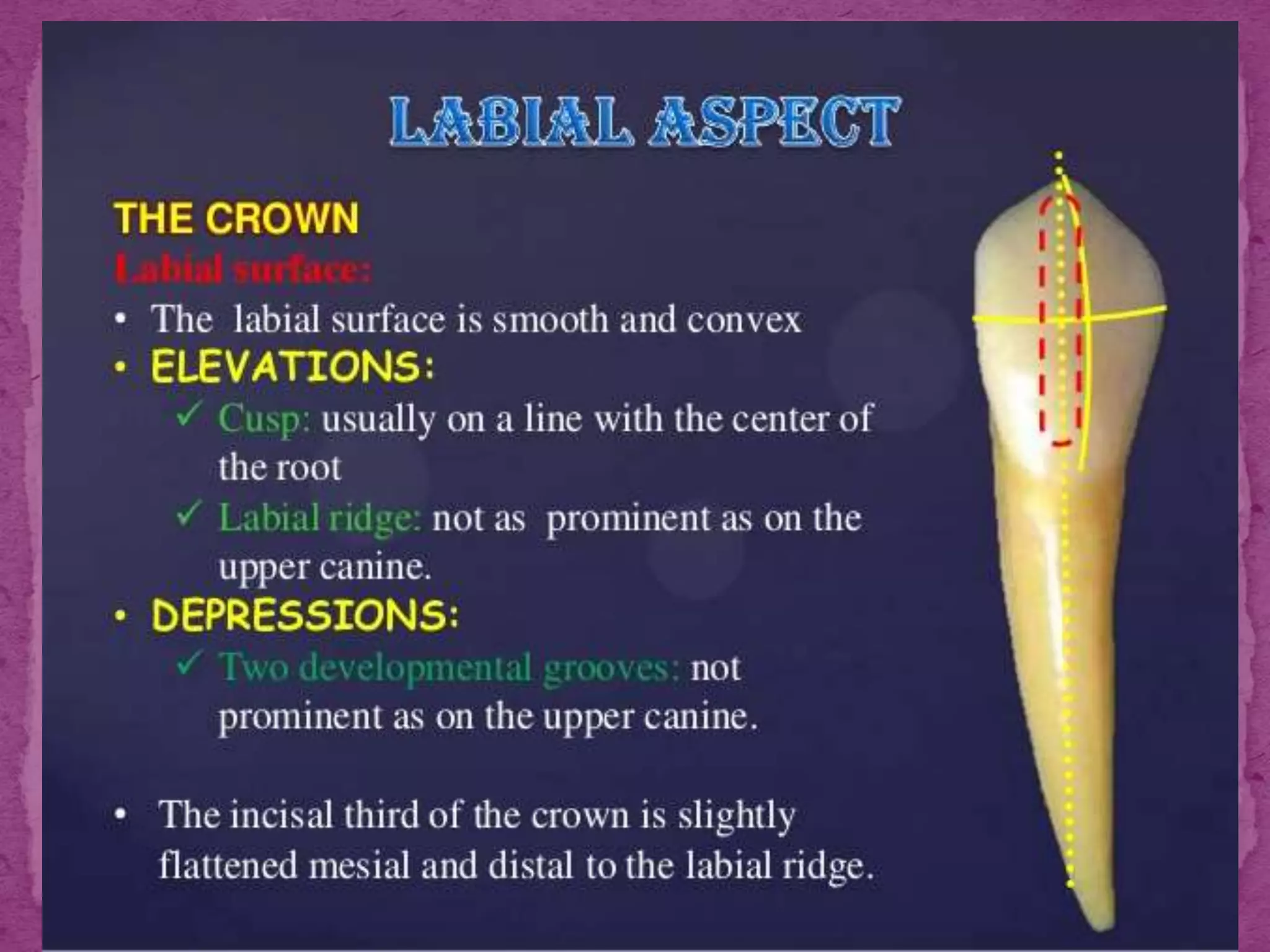 Permanent Mandibular Canine | PPTX